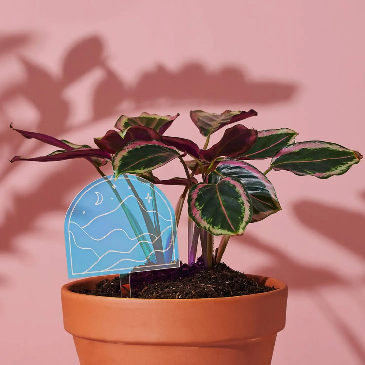 Dreamy Dunes Plant Stake – Coco and Duckie